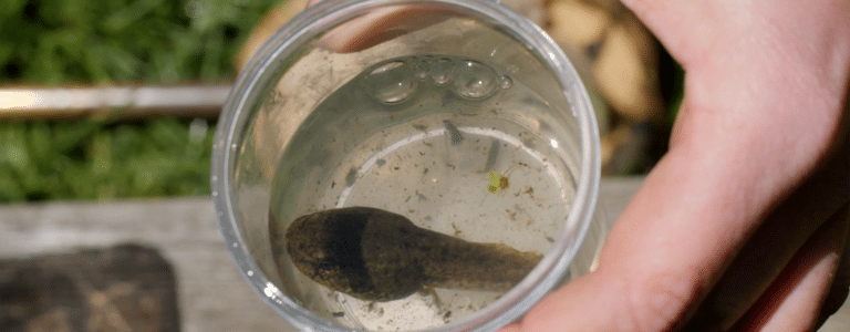 Life of a Tadpole - Greenacres Foundation