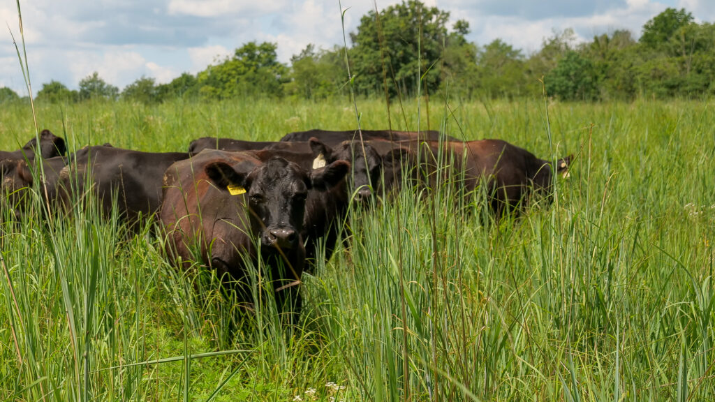 Greenacres Foundation - Establishing Tallgrass Prairie with Cattle ...
