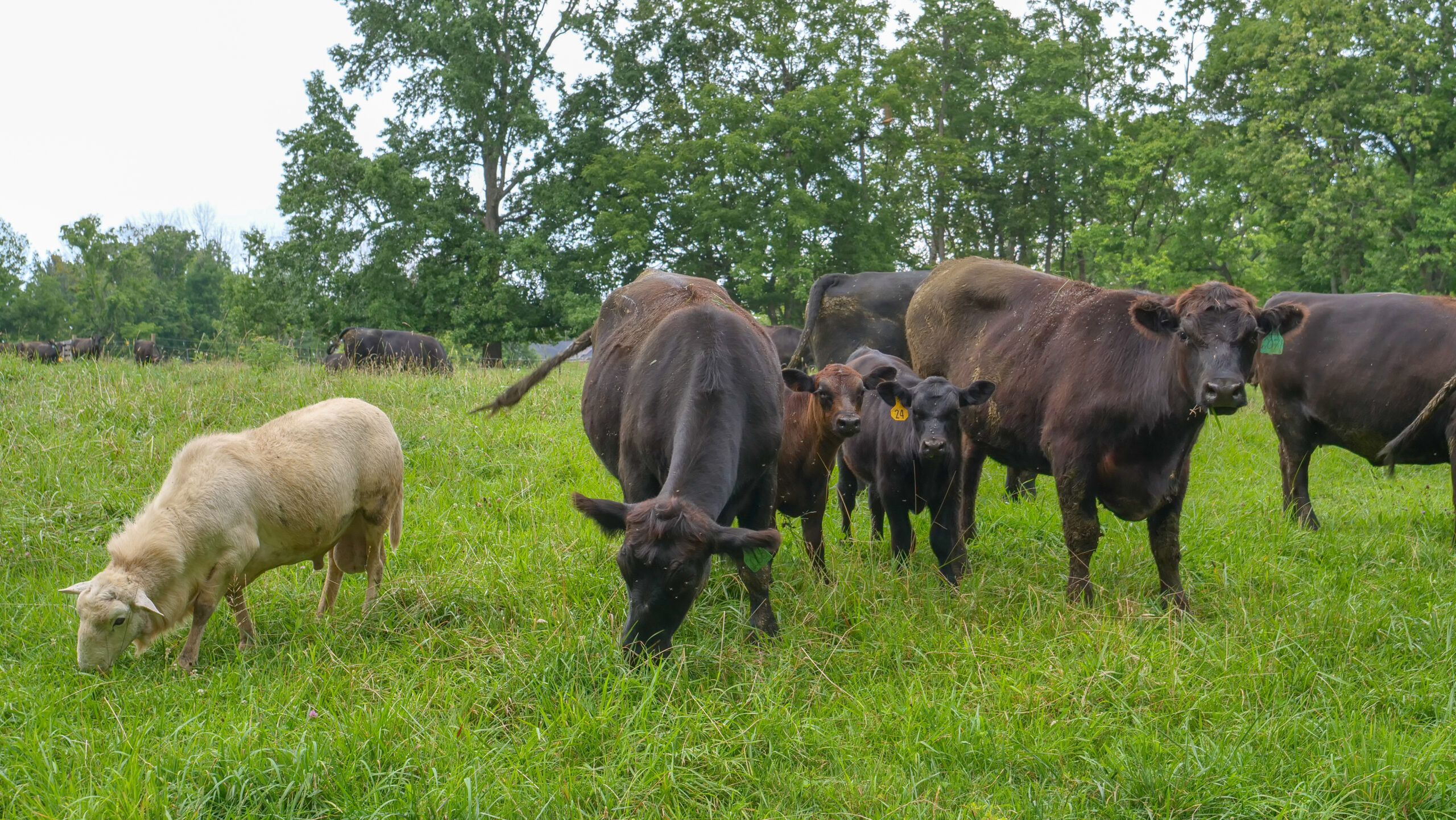 Deep Roots, Bright Future: A New Chapter in Greenacres' Legacy ...