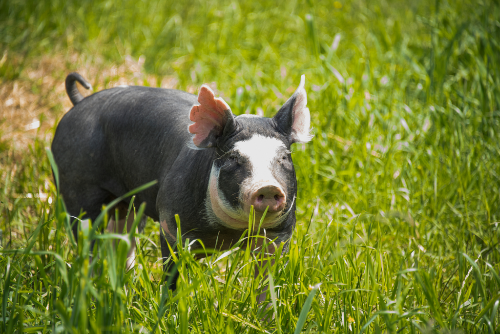 Pasture Raised Pork - Greenacres Foundation